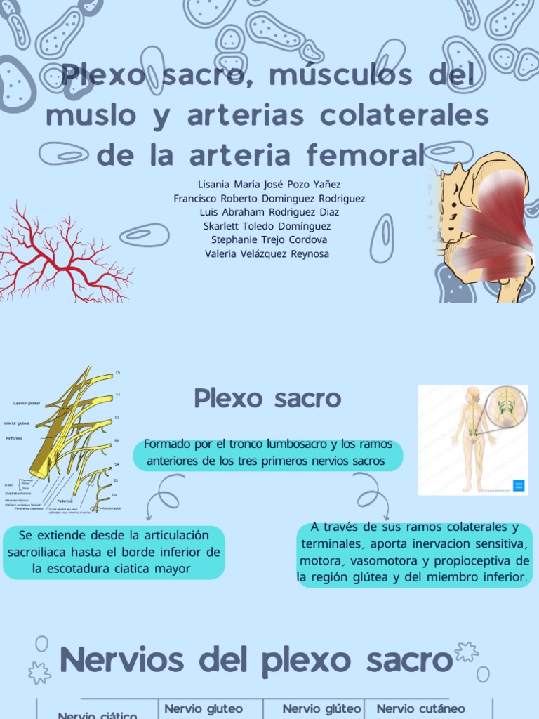 Plexo Sacro, Musculos Del Muslo | PDF | Anatomía del miembro inferior ...