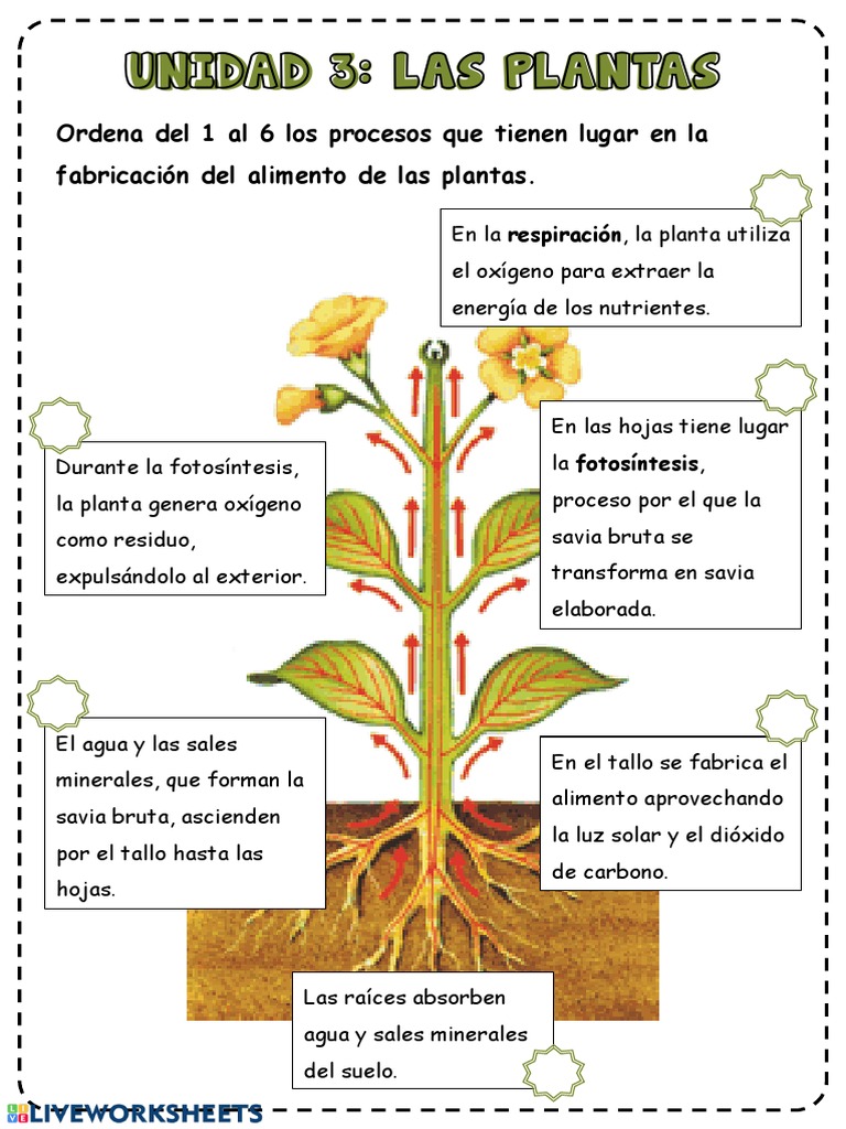 El orden de los procesos de fabricación del alimento en las plantas | PDF