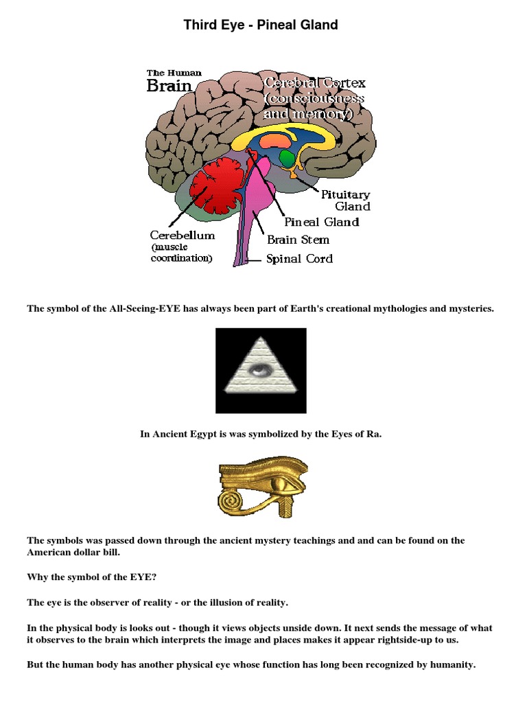 1-Third Eye - Pineal Gland PDF | PDF | Circadian Rhythm