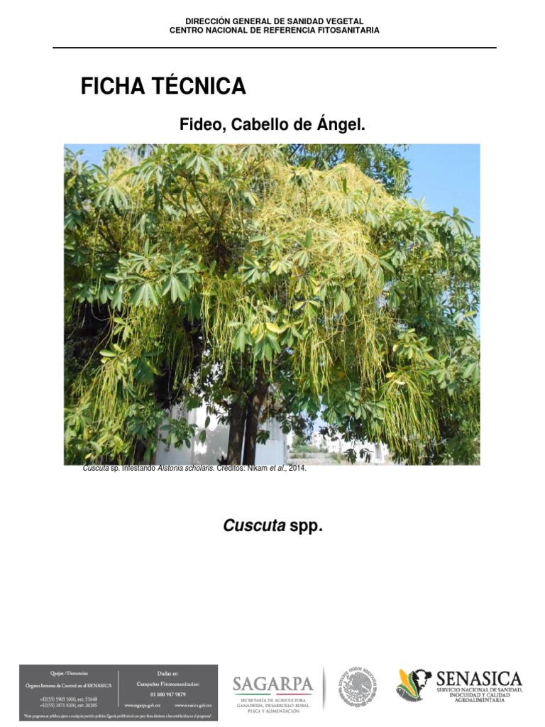 Ficha T Cnica Cuscuta SPP Final Versi N 12-01-2016 Corr | PDF | Herbicida | Plantas