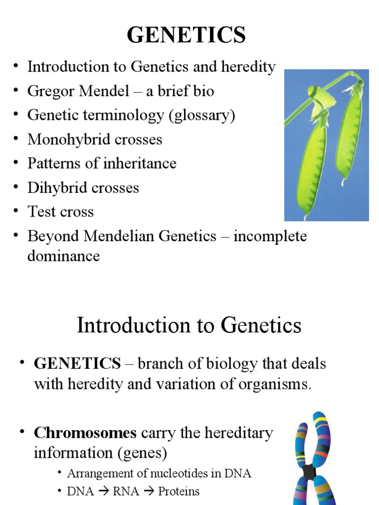 Lec07 Genetics | PDF | Dominance (Genetics) | Blood Type