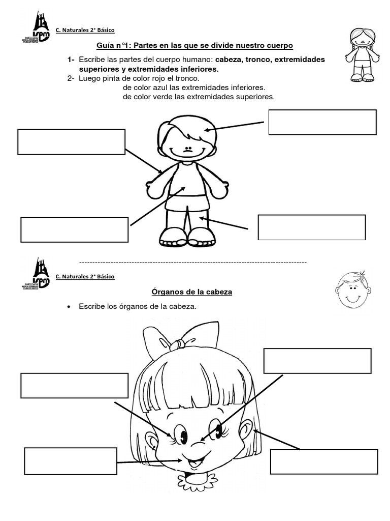 1guía #1 Las Partes Del Cuerpo | PDF