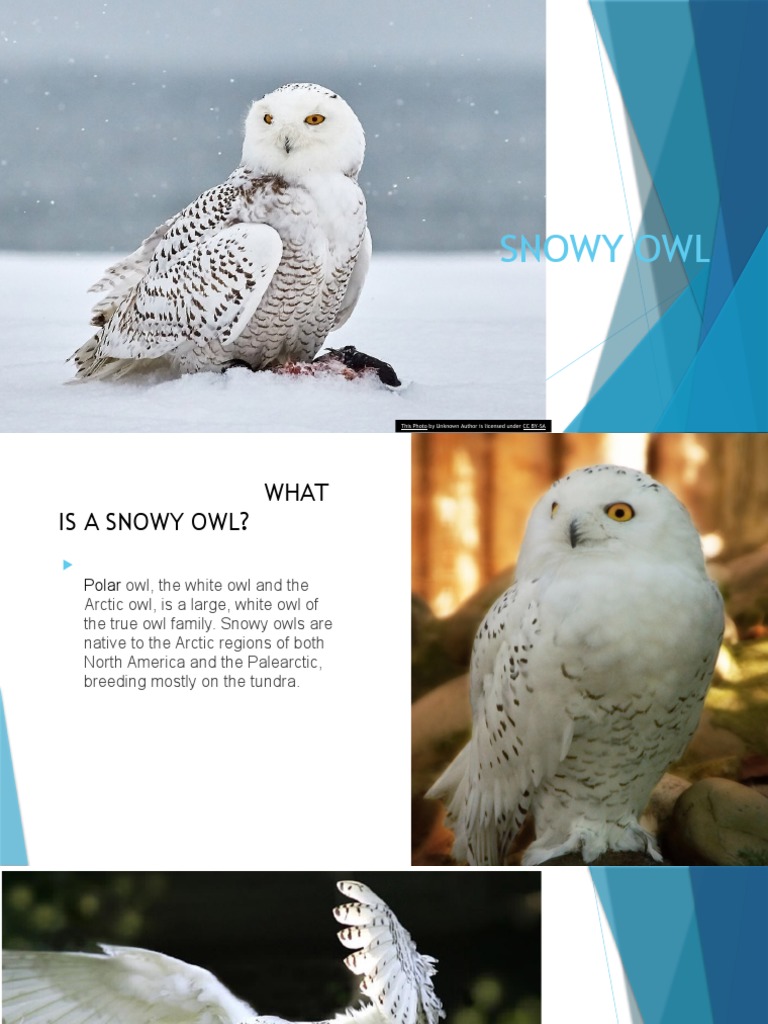 Snowy Owl | PDF