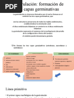 Capas Germinales | PDF | Embrión | Procesos biologicos