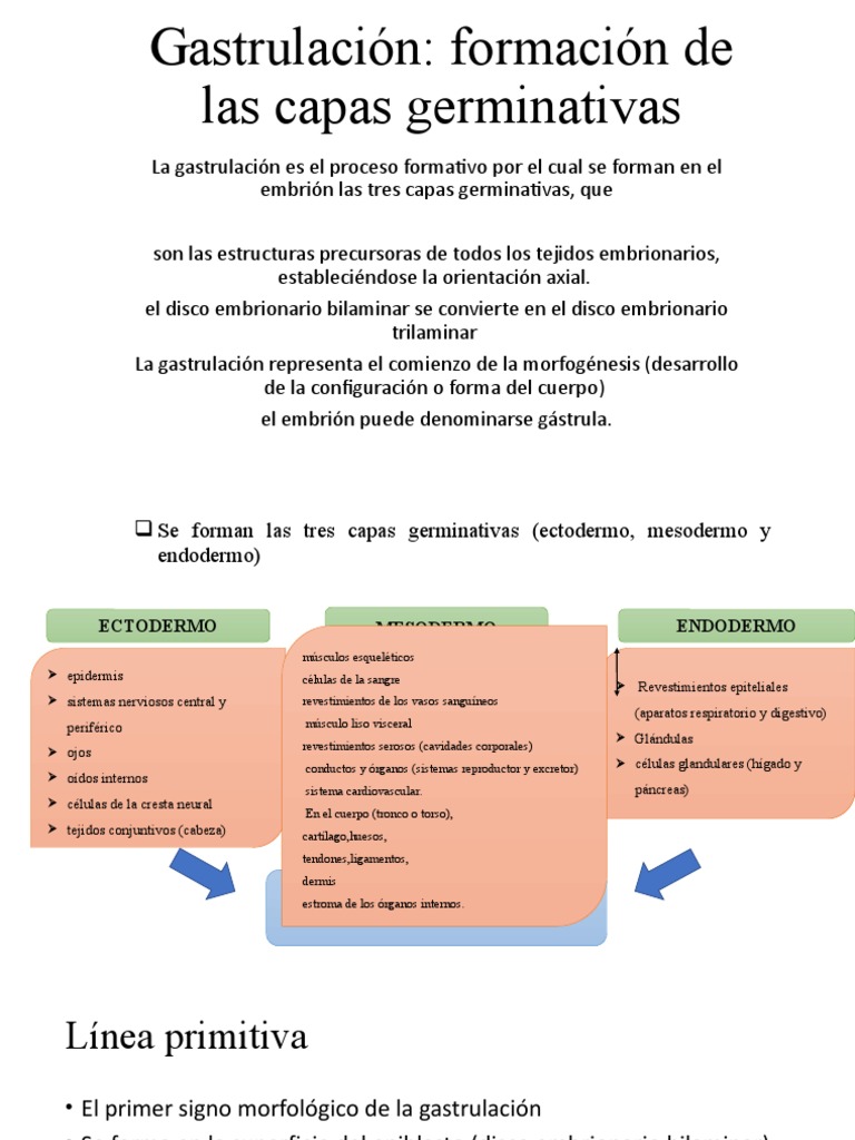 Gastrulación | PDF | Embrión | Morfología (biología)