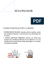 Anatomía del Flexor Palmar en la Mano | PDF | Mano | Sistema ...