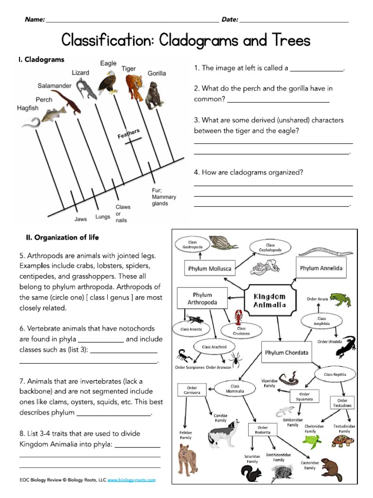 21 Classification Diagrams | PDF