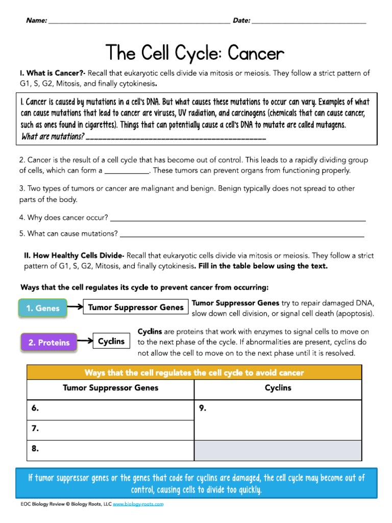 17 Cell Cycle Cancer | PDF