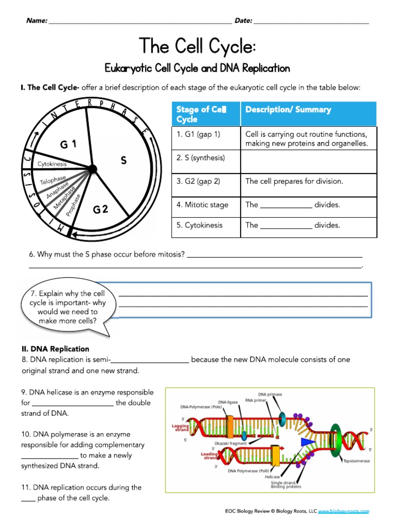 14 Cell Cycle Phases | PDF