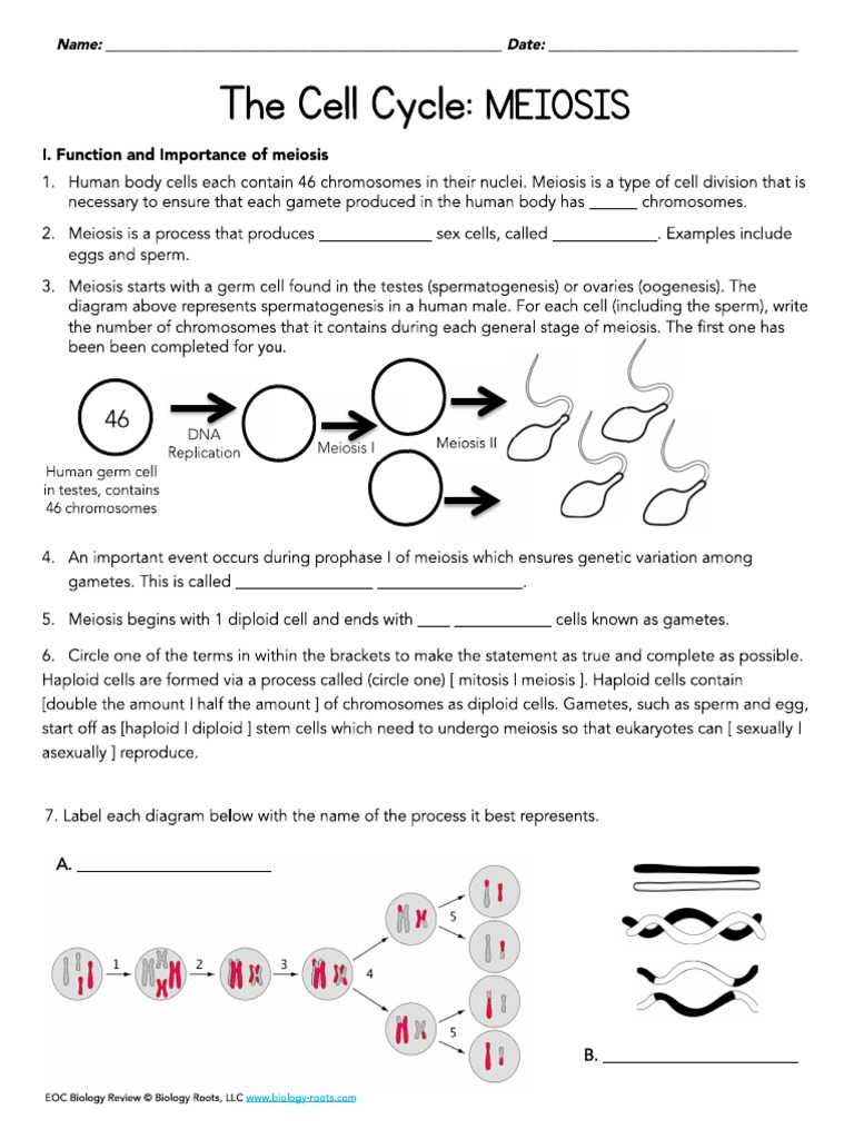 16 Cell Cycle Meiosis | PDF