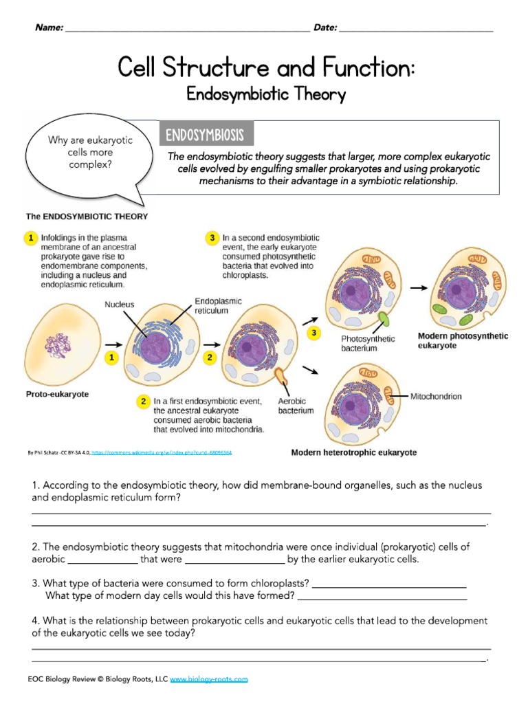 05 Cells Endosymbiosis | PDF