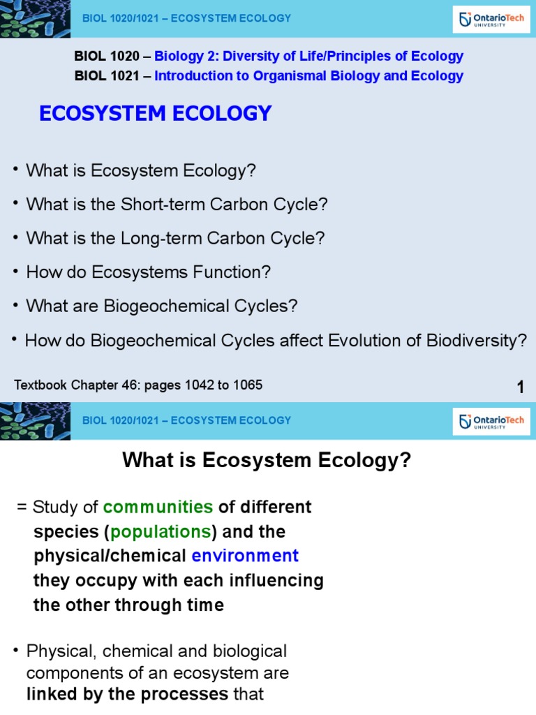 Ecosystem Ecology: Carbon Cycles Explained | PDF | Ecosystem | Food Web