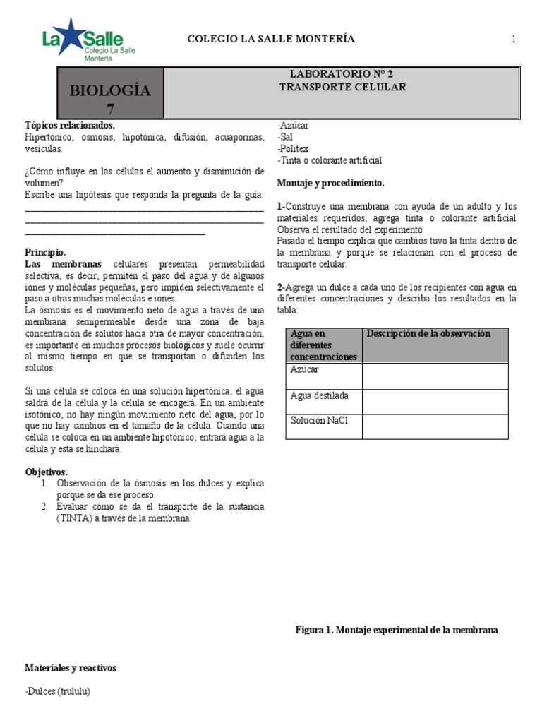 Laboratorio 2-Grado 7 | PDF