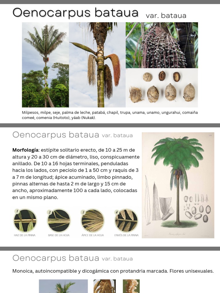 Oenocarpus Bataua | PDF | Zona tropical | Organismos