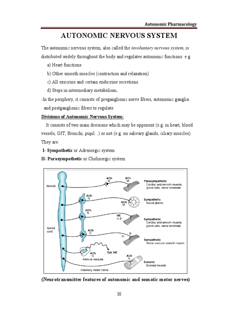 2 Adrenergic System | PDF