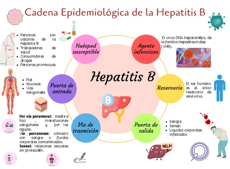 Cadena de La Hepatitis B PDF | PDF