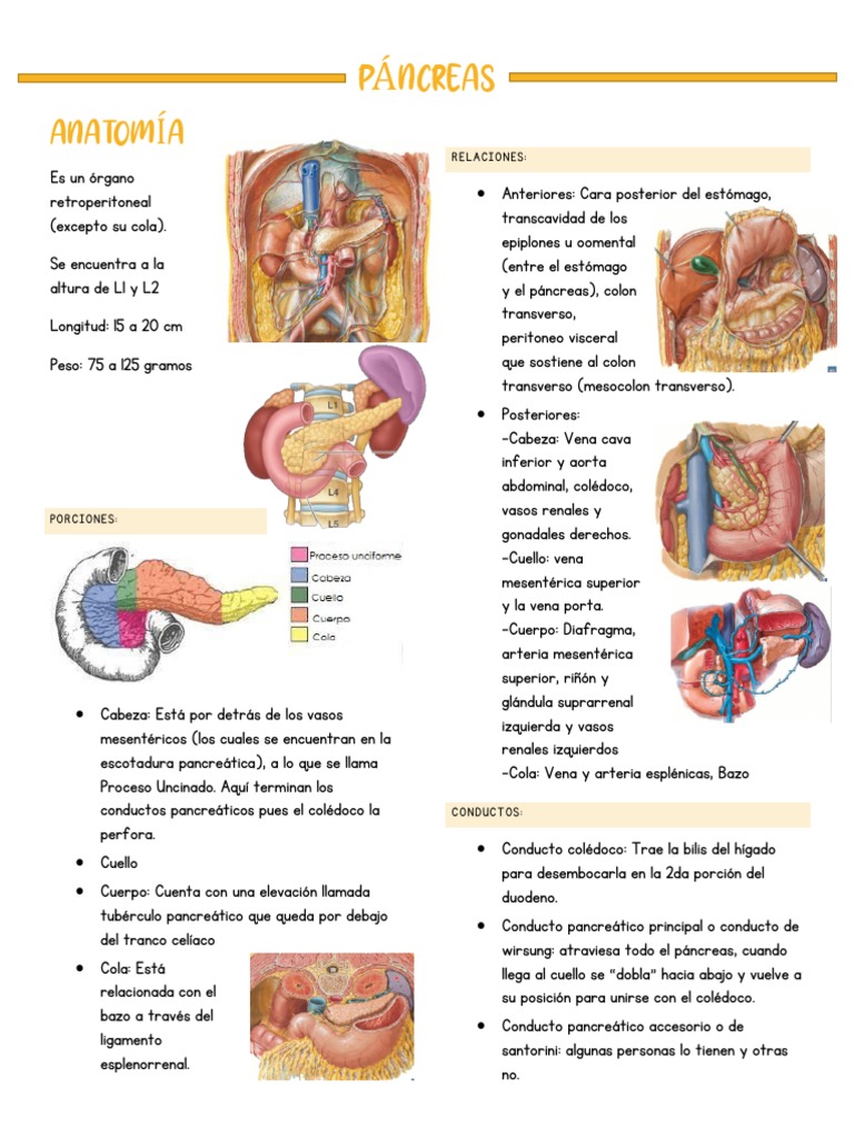 Páncreas PDF | PDF | Insulina | Páncreas