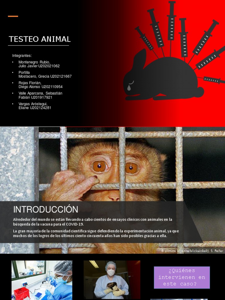 Tp Testeo Animal Pdf Pdf