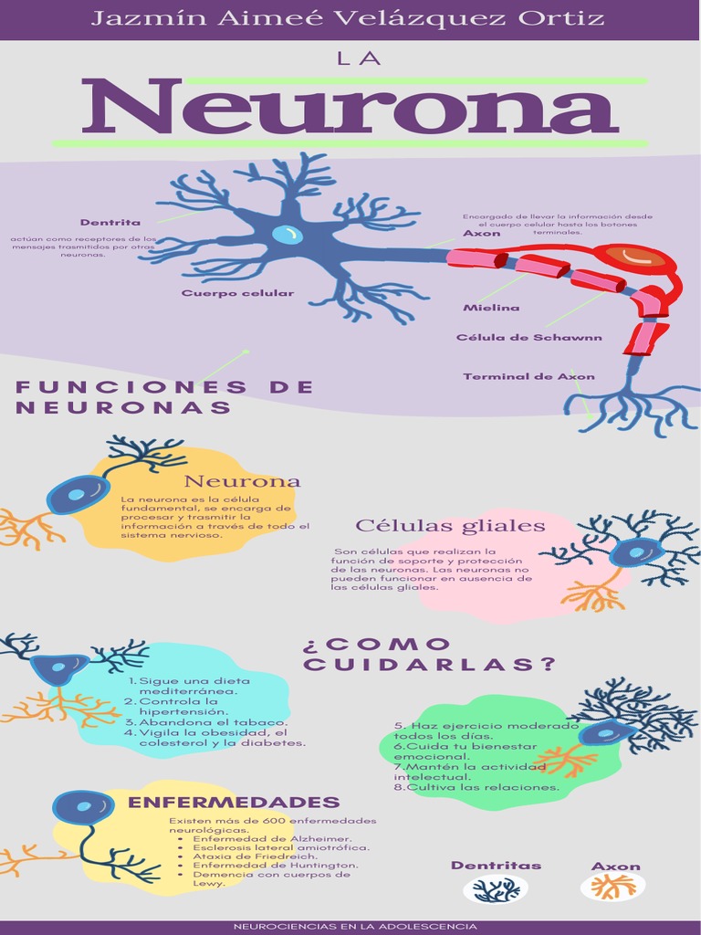 La estructura y función de las neuronas | PDF