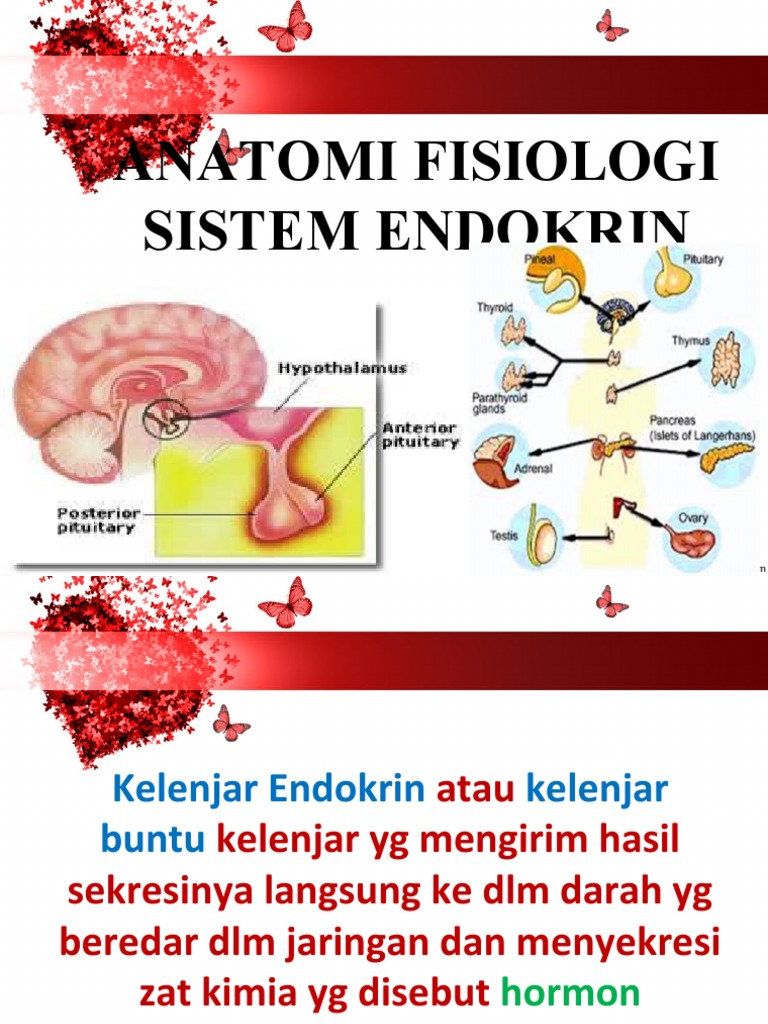Anatomi Fisiologi Sistem Endokrin | PDF