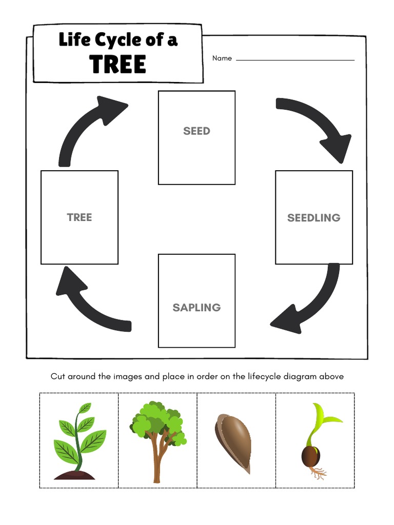 Tree Life Cycle Diagram Stages Apple Tree Growth Stock Illustrations