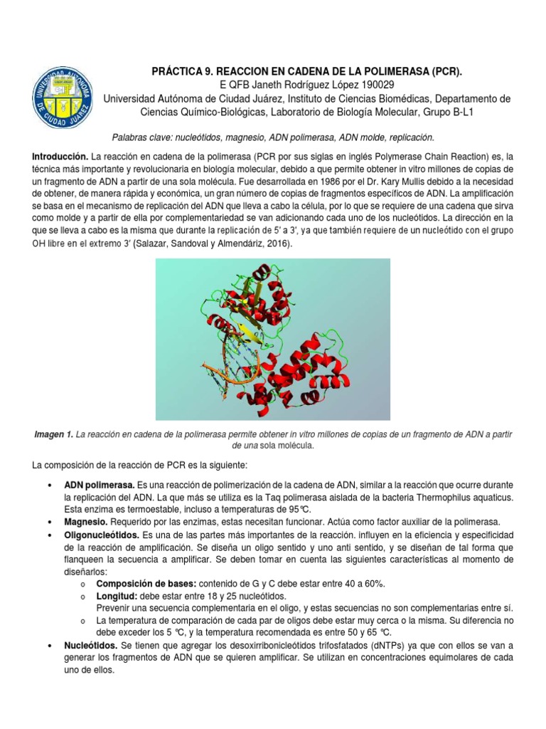 Práctica 9. Reaccion en Cadena de La Polimerasa (PCR) PDF | PDF ...