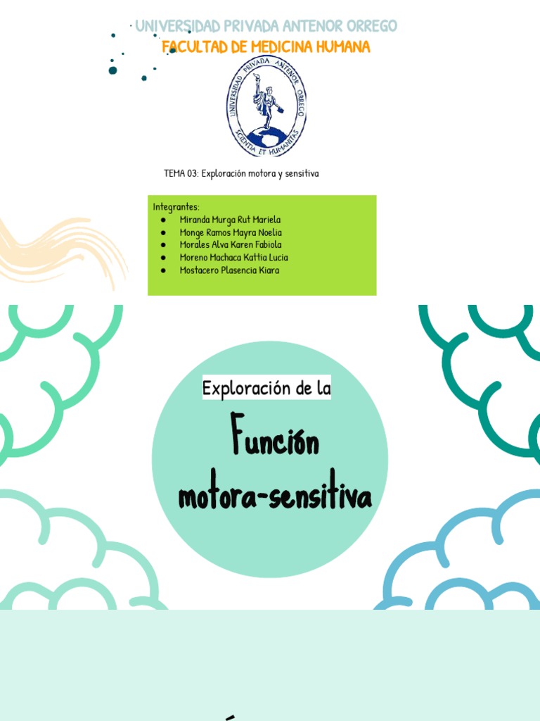 Exposición 2 Neuro PDF | PDF | Anatomía humana | Neurociencia