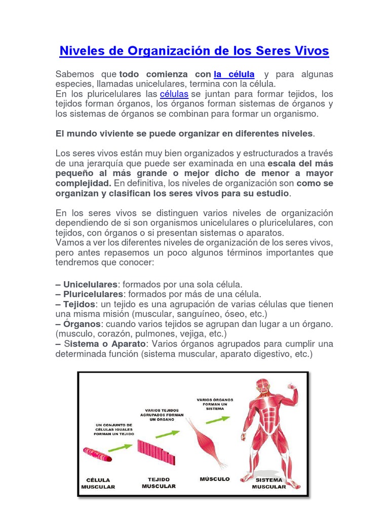 Niveles de Organización de Los Seres Vivos | PDF | Organismos | Tejido (biología)