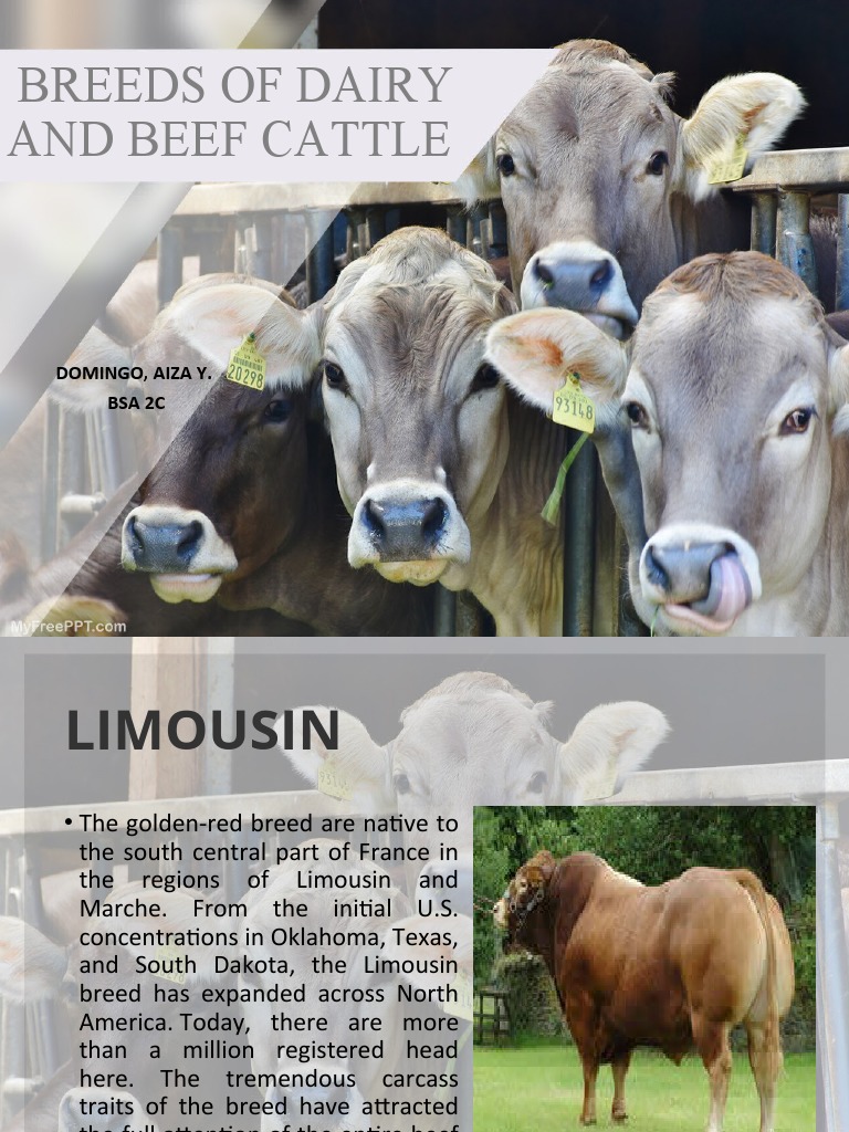 Dairy and Beef Cattle Breeds Overview | PDF