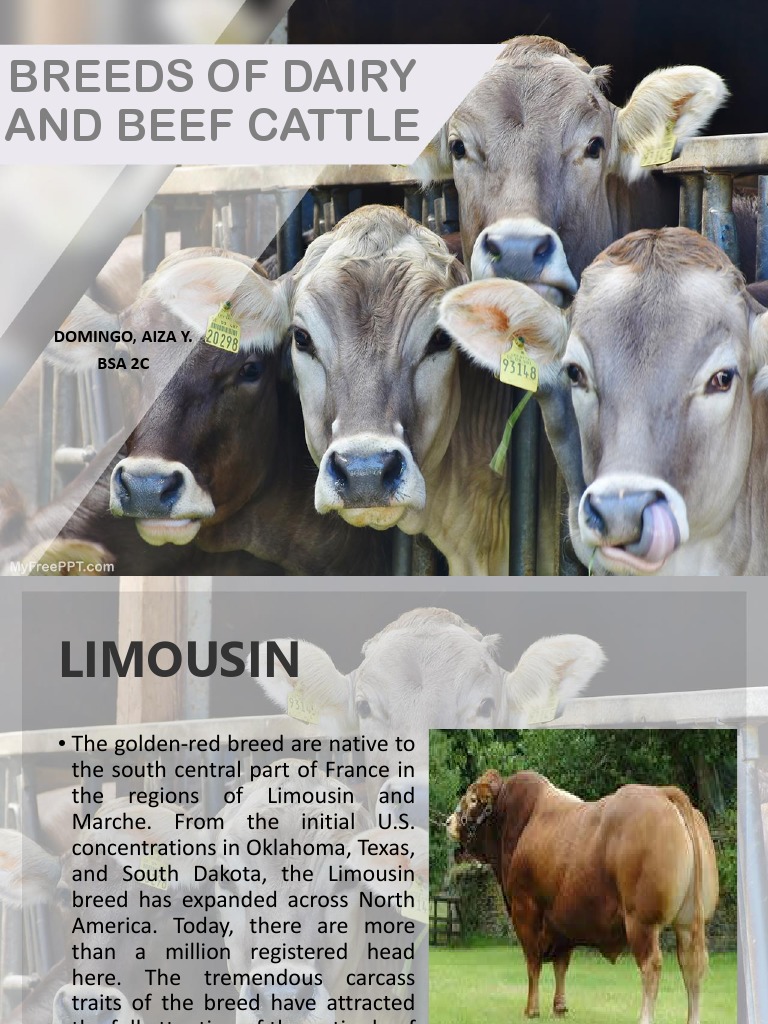 Dairy and Beef Cattle Breeds Overview | PDF