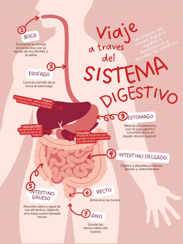 Sistema Digestivo PDF | PDF