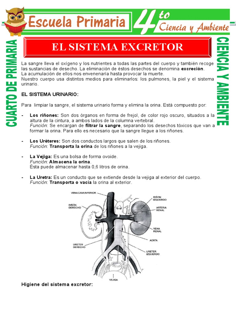 Sistema Excretor para Niños de Cuarto de Primaria | PDF | Sistema urinario | Riñón