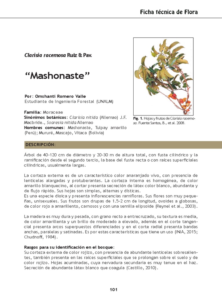 "Mashonaste": Clarisia Racemosa Ruiz & Pav | PDF
