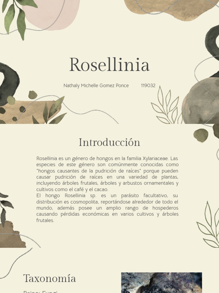 Rosellinia SP | PDF