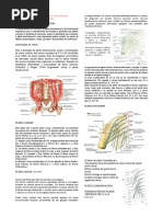 Anatomia - Plexos Braquial e Lombossacral | PDF | Anatomia humana | Sistema Locomotor