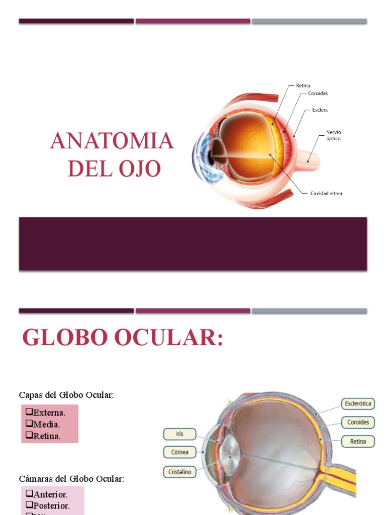 Anatomia del ojo.pptx | PDF