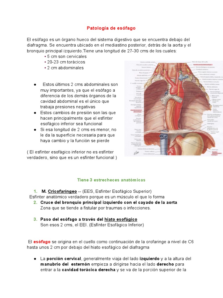 Anatomía y Patología del Esófago | PDF