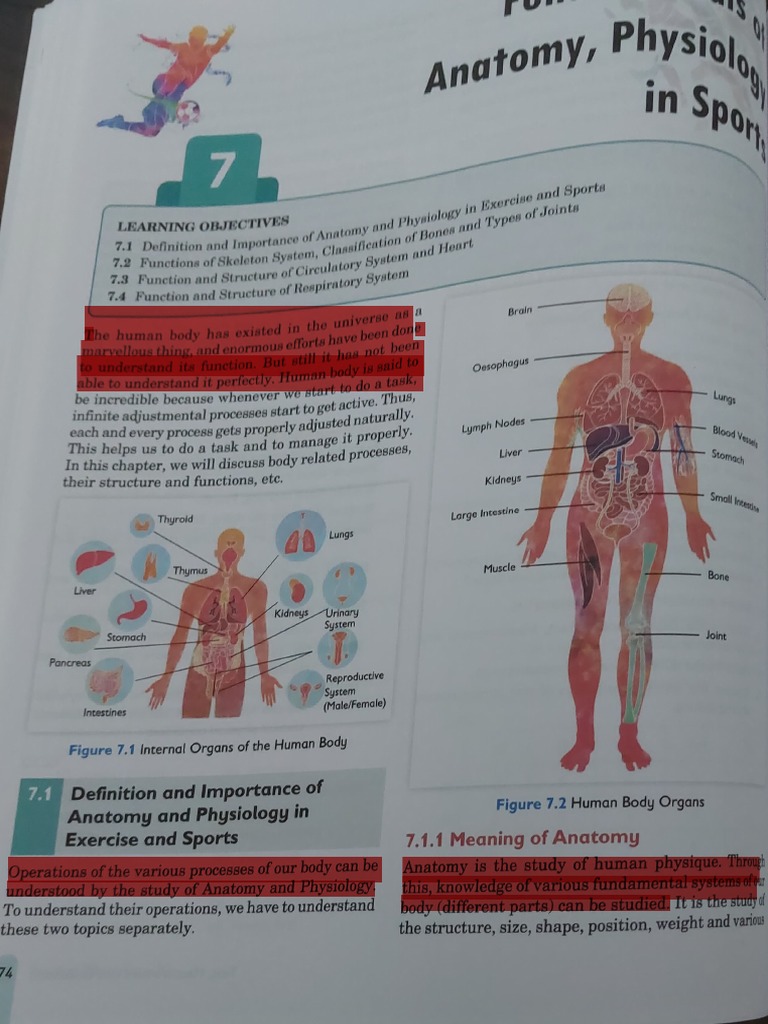 PE CH 7 Anatomy and Physiology | PDF | Bone | Human Body