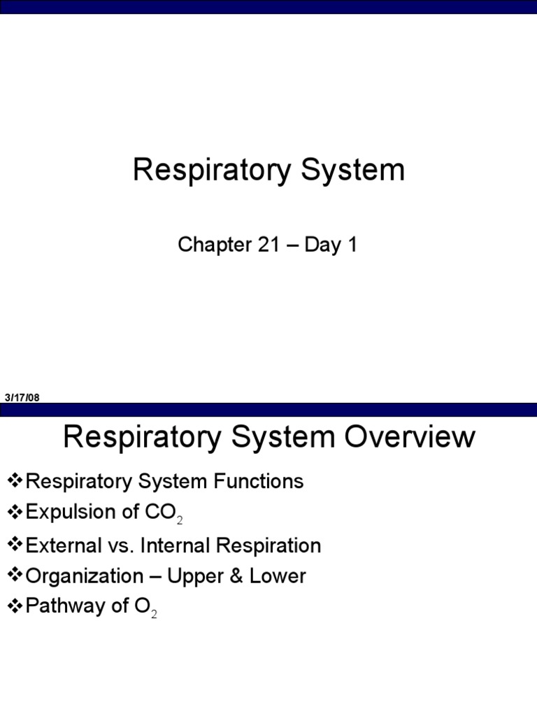 Resperatory | Download Free PDF | Respiratory Tract | Respiratory System
