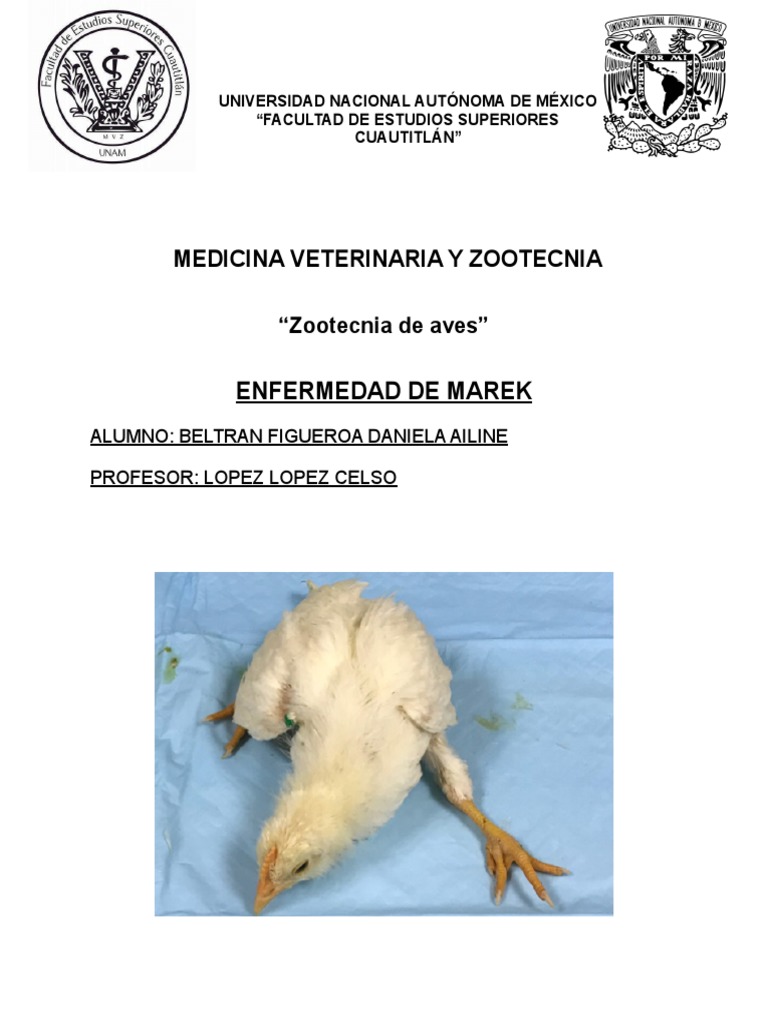 Enfermedad de Marek PDF | PDF