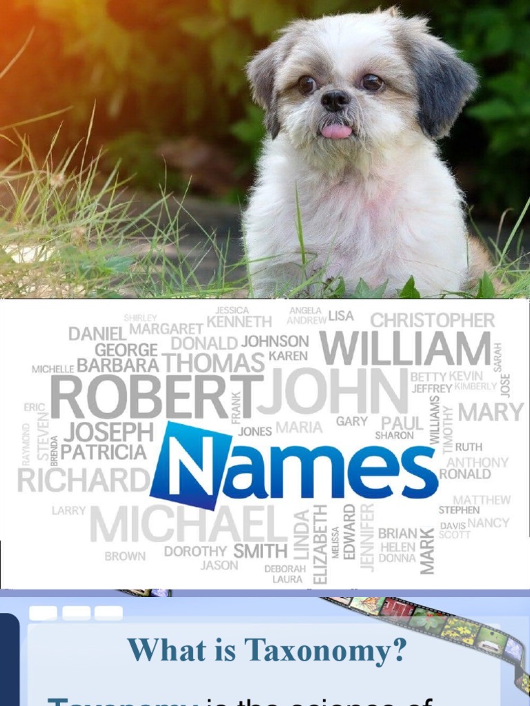 Bacteria Domain | PDF