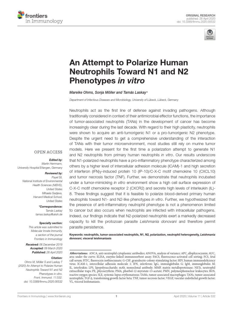 Neutrophil N1 N2 Polarization in Vitro | PDF