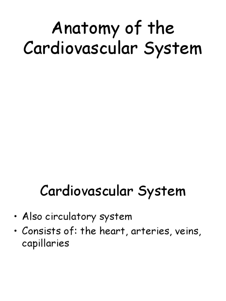 Cardiovascular System Overview | PDF | Heart | Coronary Circulation