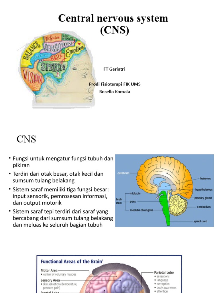 Central Nervous System | PDF