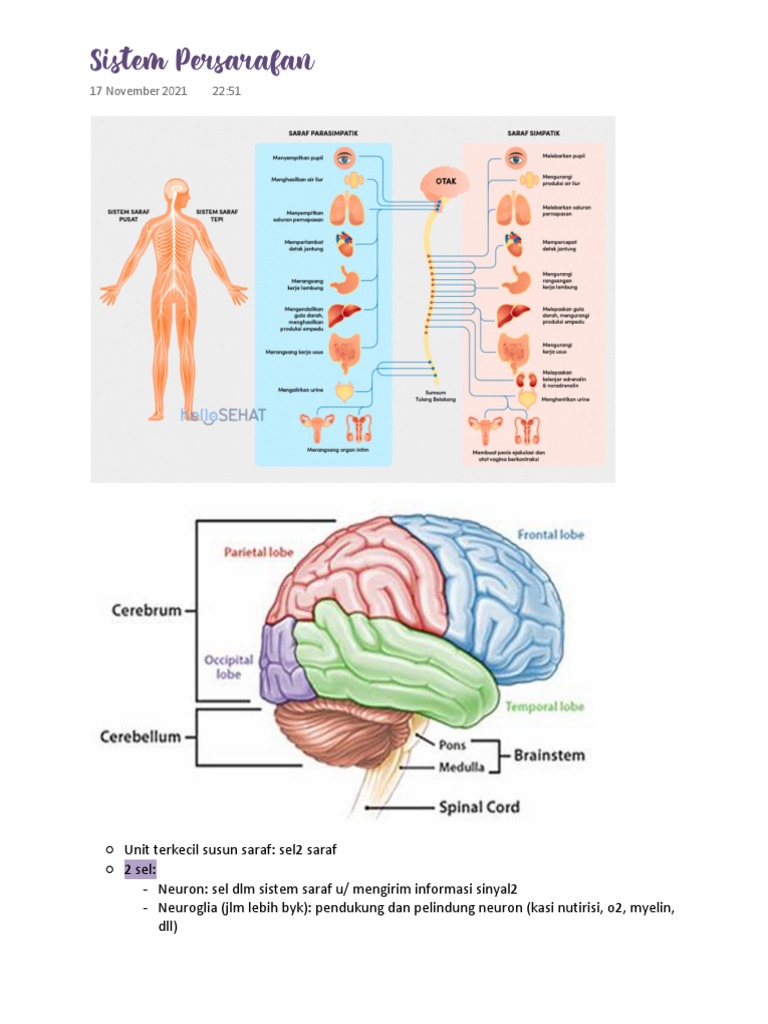 sistem persarafan | PDF