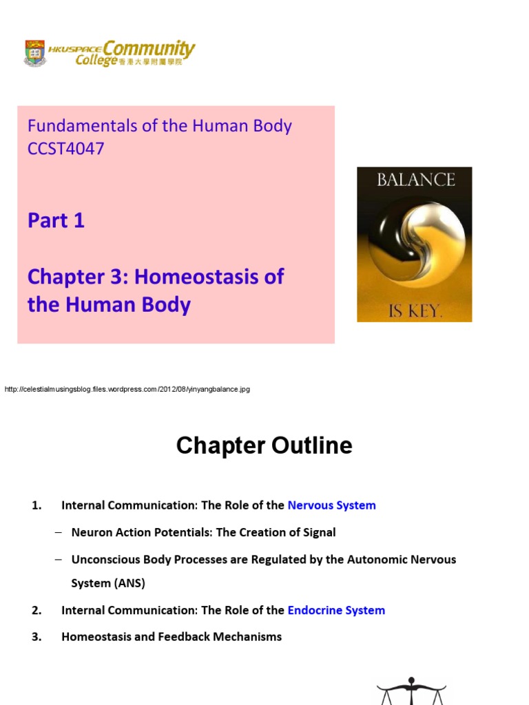 #3 Homeostasis of The Human Body PDF | PDF | Action Potential ...