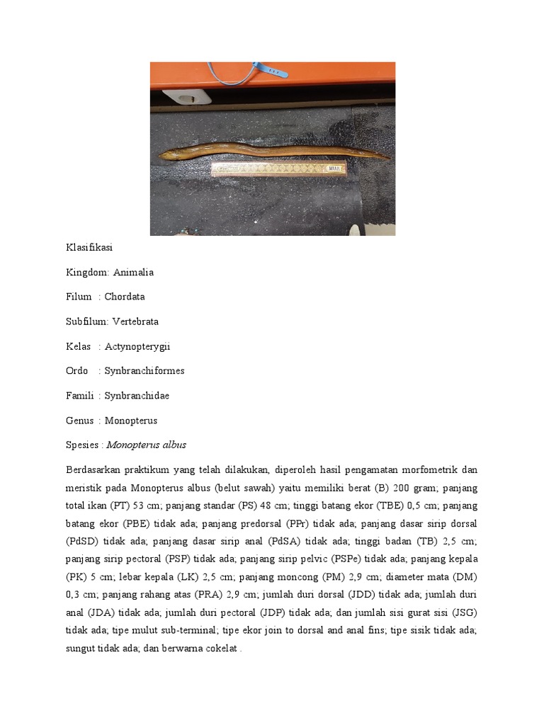 Belut Dan Ikanmas | PDF