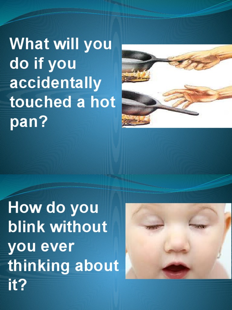 Nervous System | PDF