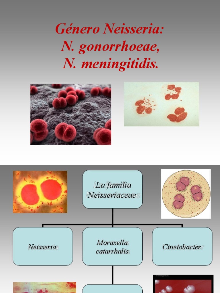 Género Neisseria.pptx | PDF