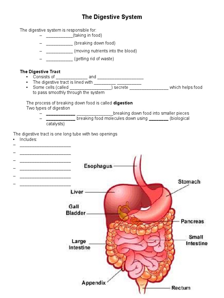 The Digestive System | PDF